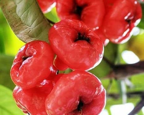 Red jamun plant, Thai Red jamun, Thailand Red jamun,misaiul jamun, Thai ...