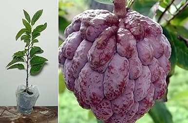 Green view Red Custard Apple (Lal Aata) Red Sugar Apple, Red Sitafal ...