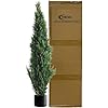 Amazon.com: Two 4 Feet Artificial Cedar : Home & Kitchen