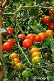 SJ Stocks Red Long Tomato/Tamatar Plant With Pot - Healthy Plant ...