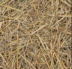 Rice Straw, Paddy Straw Mulch/Paddy straw for mushroom - for Roses ...