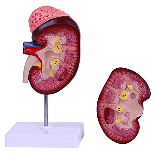 Human Kidney Model : Amazon.in: Industrial & Scientific
