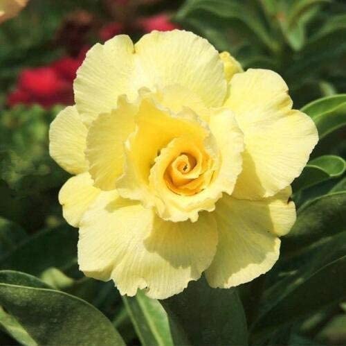 BISWAS ONLINE NURSERY Adenium Live Plant with Beautiful Grafted Flower ...