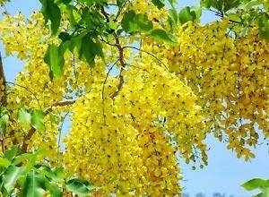 Arlo Live Plant CASSIA FISTULA (KANIKONNA) Flower of Kerala .. 1 PLANT ...