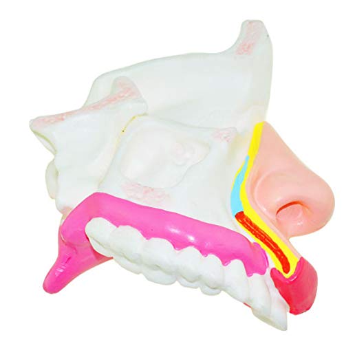 Buy Professional version, anatomical model of nasal cavity, human organ ...