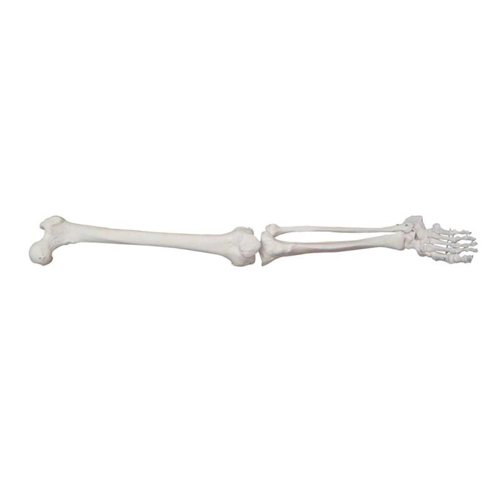 Buy WERYU Anatomy Model, Human Lower Limb Model, Medical Anatomical ...