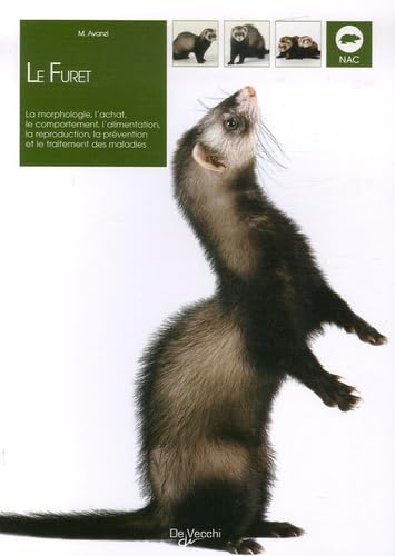 Amazon.com: Le furet (French Edition): 9782732886831: Marta Avanzi: Books