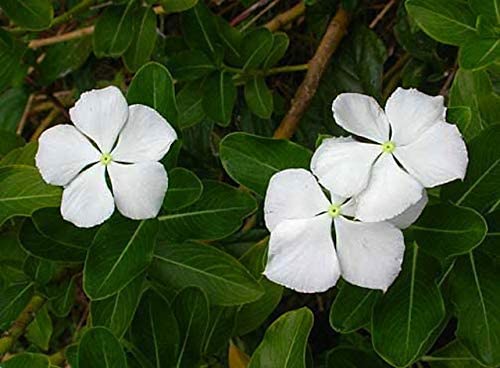 Roohi Plant Sadabahar - Catharanthus roseus White Flower Plant : Amazon ...