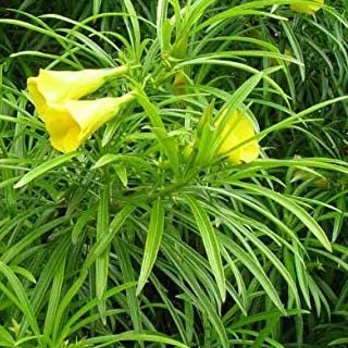 Yellow Flower Kaner Live Plant : Amazon.in: Garden & Outdoors