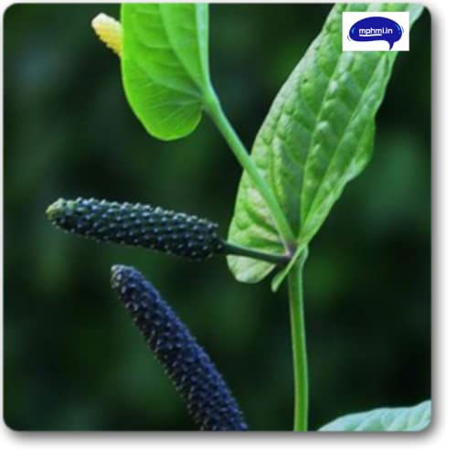 Mphmi Nurseryplant Long Pepper, Pippali - Plant : Amazon.in: Garden ...