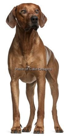 Amazon.com: 8" Round ~ Rhodesian Ridgeback ~ Dog Breed ~ Edible Cake ...