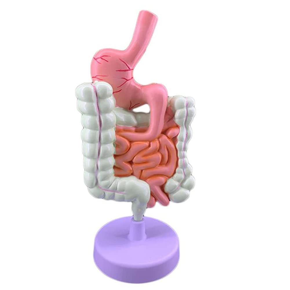 Buy Anatomical Model Human Digestive System Stomach Anatomy Model The ...