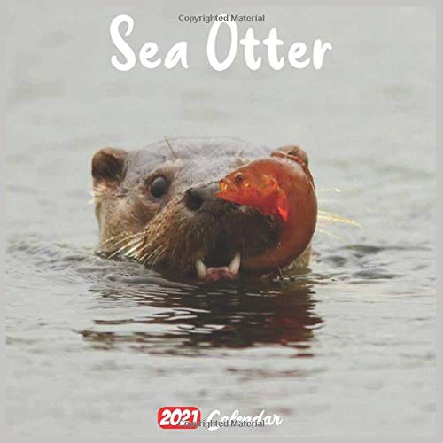 Sea Otter 2021 Calendar: Official Sea Otter Wall Calendar 2021, 18 ...
