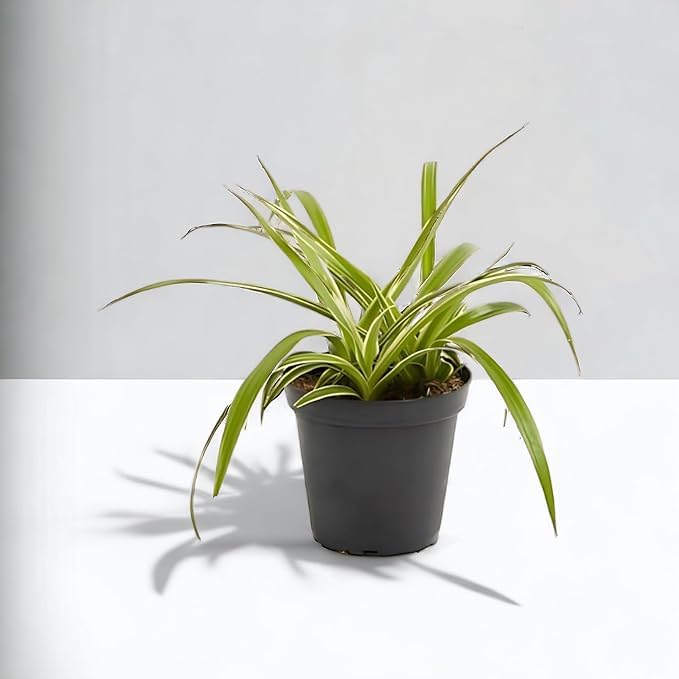 RVG Air Purifying Spider Plant with plastic planter for homes and ...
