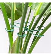 Amazon.com : YOHSNOR 5PCS Monstera Plant Support System 4.1IN - Durable ...
