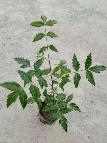 Neem Herbal Tree Live Plant – Indoor and Outdoor Suitable Sapling ...