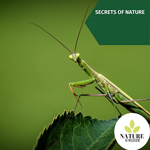 Secrets of Nature von VARIOUS ARTISTS auf Amazon Music Unlimited