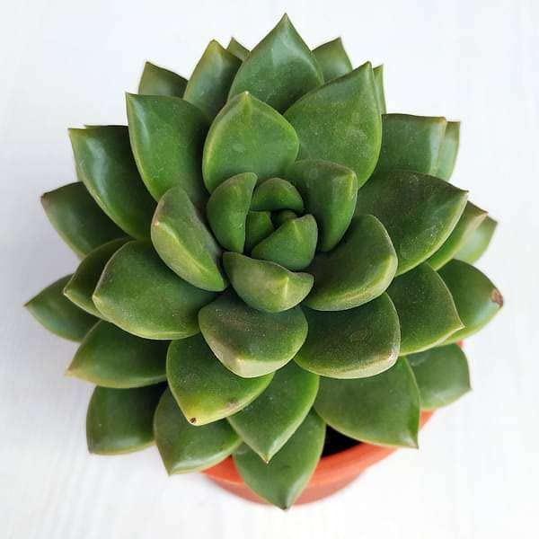 Mphmi Nursery Delhi NCR Pachyphytum compactum Rose - Succulent Plant ...