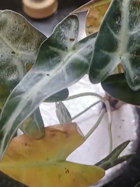 Watch Received correct Plant of Bambino alocasia on Amazon Live