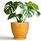 Amazon.com : EPFamily Ceramic Plant Pot, 6 Inch Ceramic Planter Pot ...