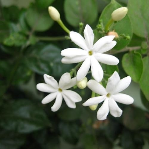 Fragrant Juhi Flower Live Plant | Jui Flower Plant | Jasminum ...