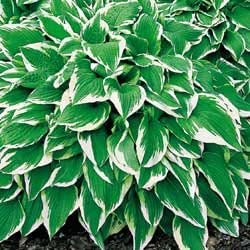 Amazon.com: White-Edged Hosta : Patio, Lawn & Garden