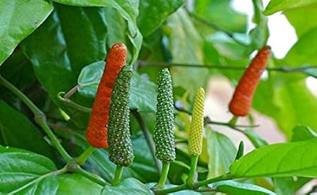 M-Tech Gardens Rare Medicinal Plant Thippali or Pippalli/Long Pepper ...