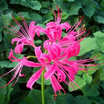 Powder Lycoris Seeds Lycoris Seeds,(Seeds),Natural Growth, Seeds Diy ...