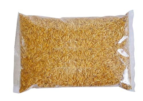 BNs Dhan Paddy Seeds - Vadlu - For Pooja, Germination and Bird Feed 1 ...