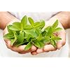 Amazon.com : Seeds Stevia (Candyleaf, Sweetleaf, Sugarleaf) Natural ...