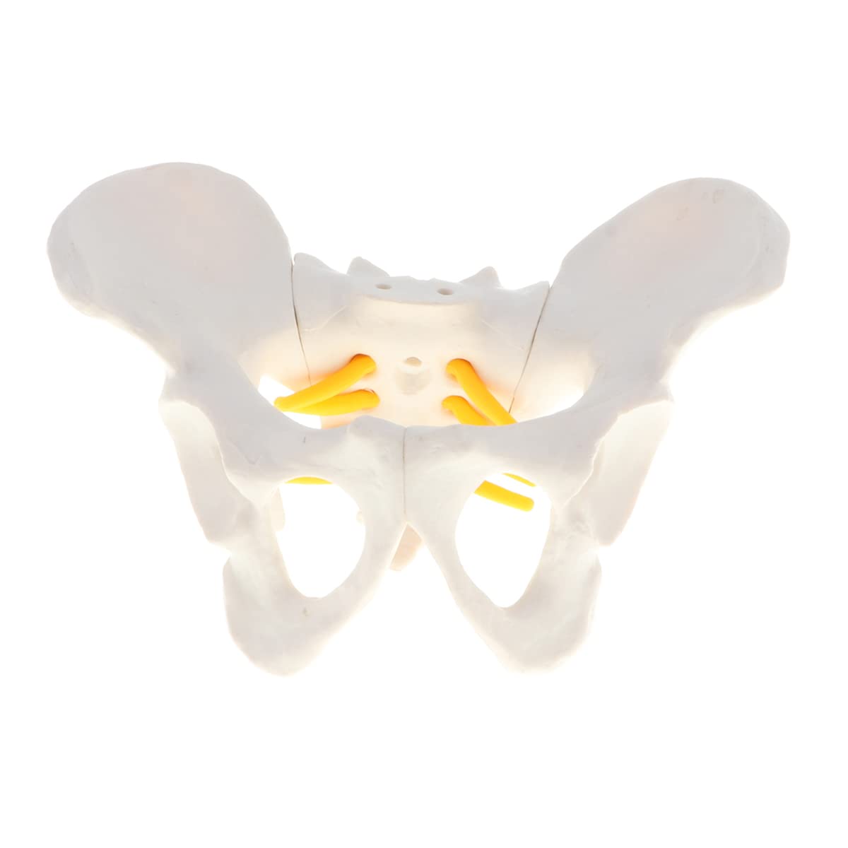 Buy Small Female Pelvis Skeleton Model Human Female Pelvic Anatomy ...