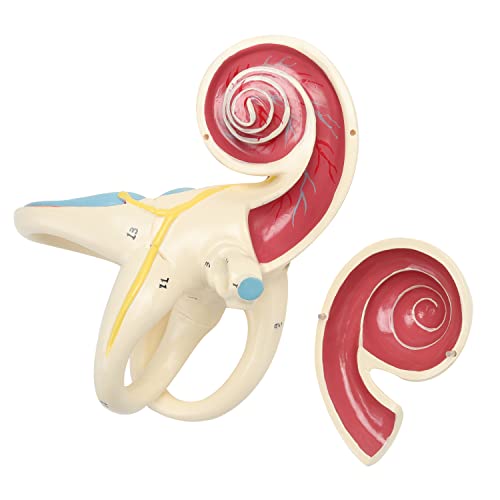 Snapklik.com : Inner Ear Model, Cochlear Semicircular Canal And ...