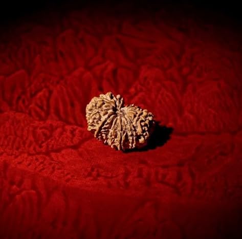 All Stone 14 Face Rudraksha Original Certified Natural 14 Mukhi ...