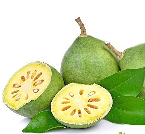 Cloud Farm Bel Tree, Bilva Patra, Bel Patra (Grown through seeds ...