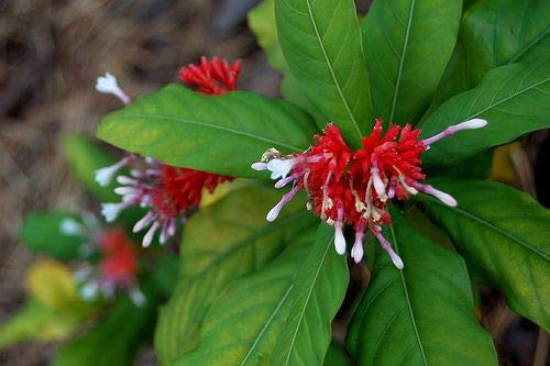 Creative Farmer Live Plant Rare Exotic Serpentine Wood (Rauvolfia ...