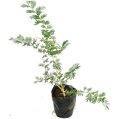 Indiana Khejri Tree Jammi chettu Semi Parambai Vanni Jand Khejri Shami ...