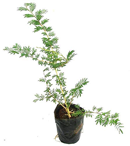 Indiana Herbalife Khejri Tree Jammi Chettu Semi Parambai Vanni Jand ...