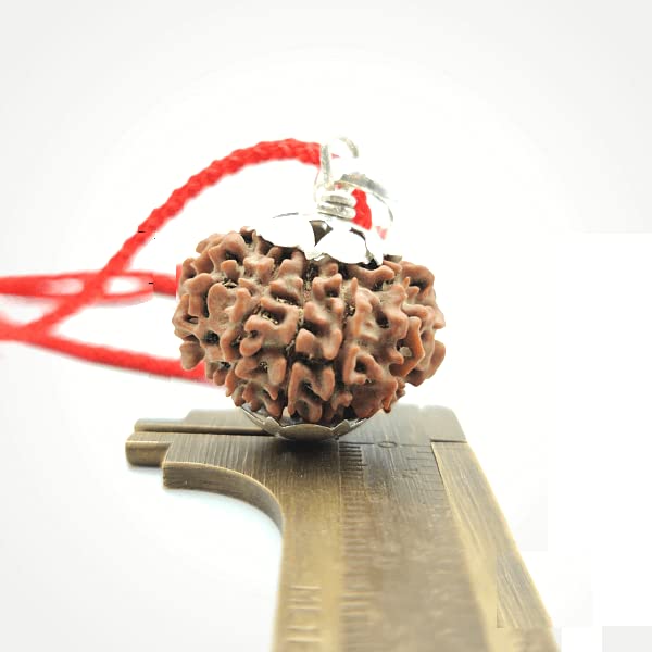 Alaska Gems Gallery 14 Mukhi Rudraksha Original Certified IGL Lab ...