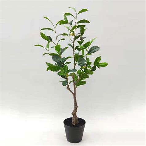 Murraya Paniculata, Calcutta Kamini - Plant : Amazon.in: Garden & Outdoors