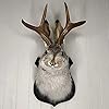 Amazon.com: USGitke Jackalope Mount - Taxidermy Wall Art, Legendary ...