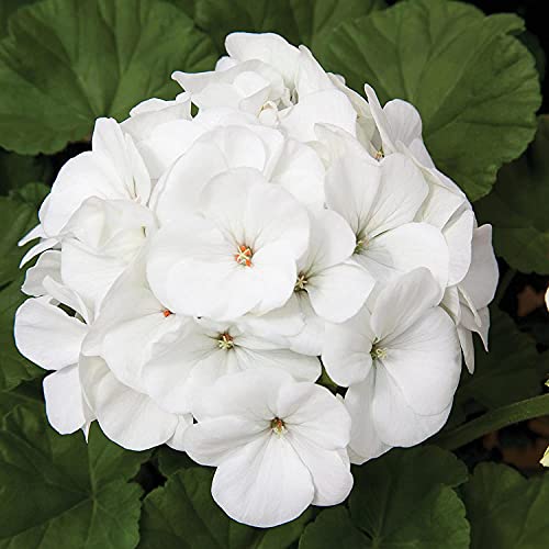 Pelargonium hortorum - How to grow & care