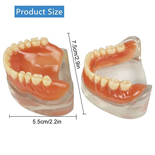 Snapklik.com : Teeth Demonstration Model Adult Standard