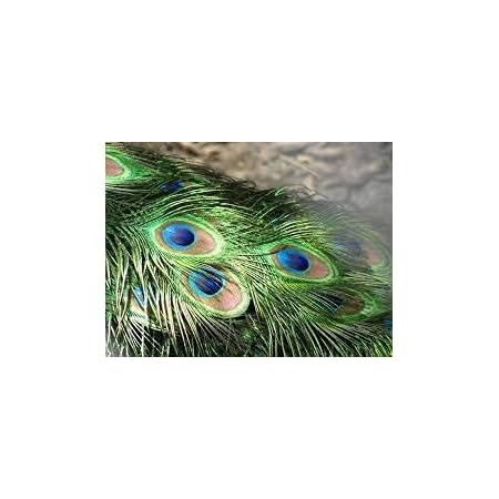 Buy Uphaar Natural Peacock Feather 24 Inch | Mor Pankh | Real Peacock ...