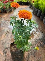Genda phool plant tree (Pack of 7) : Amazon.in: Garden & Outdoors