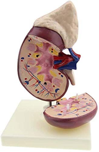 Buy LBYLYH Kidney Anatomical Model - Model Of Human Kidney - Detachable ...