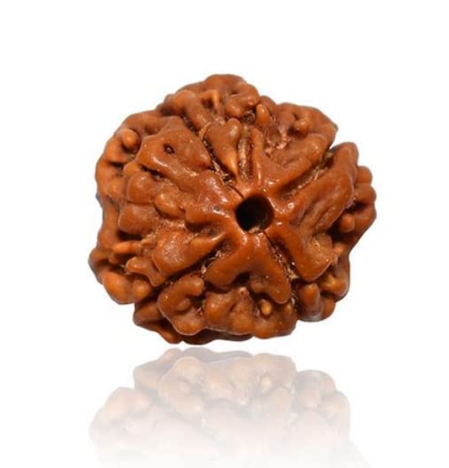 Crystal Fountains 4 Mukhi Rudraksha (Four Face Rudraksha) Outstanding ...