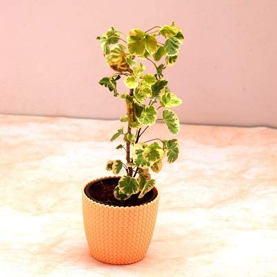 PlantsShip Dinner Plate Aralia-Plant : Amazon.in: Garden & Outdoors