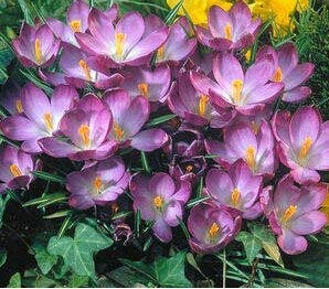 Saffron Flower Seeds, Saffron Crocus Seeds, It Is The Saffron Seeds ...