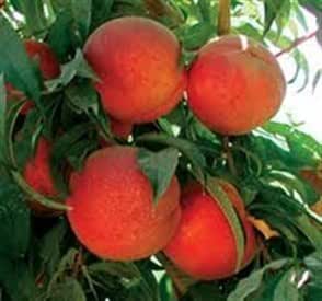 Amazon.com: Fairtime Freestone Peach Tree-Shipped in Soil on Foam ...