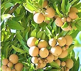 NATURE WORLD PREMIUM BIG FRUIT HYBRID CULTIVATION SAPOTA HEALTHY LIVE ...